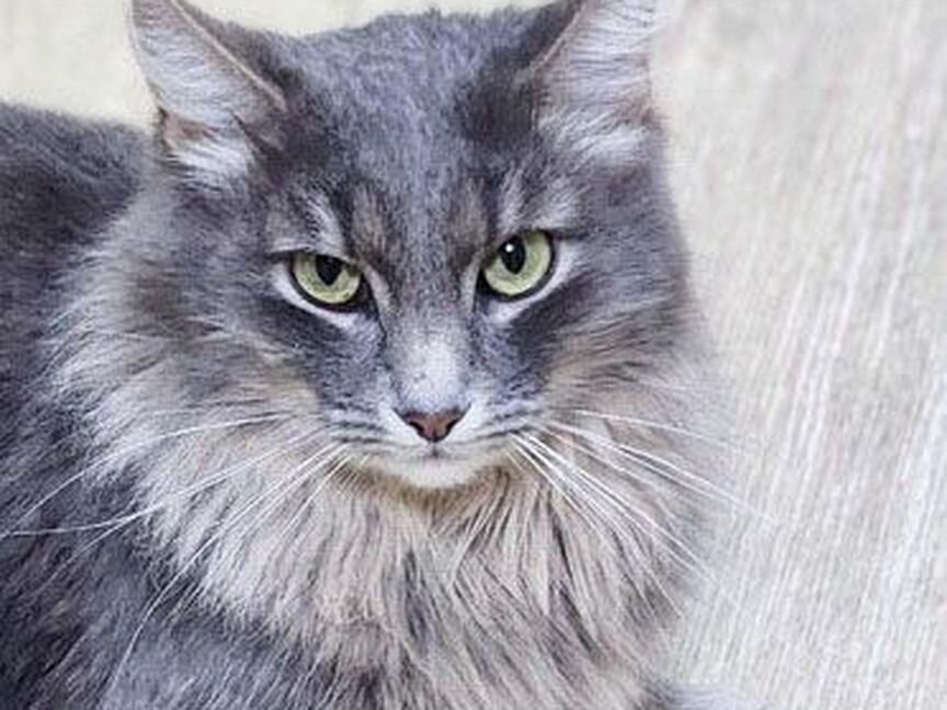 Молодой и ласковый котик Грэй принесет вам счастье