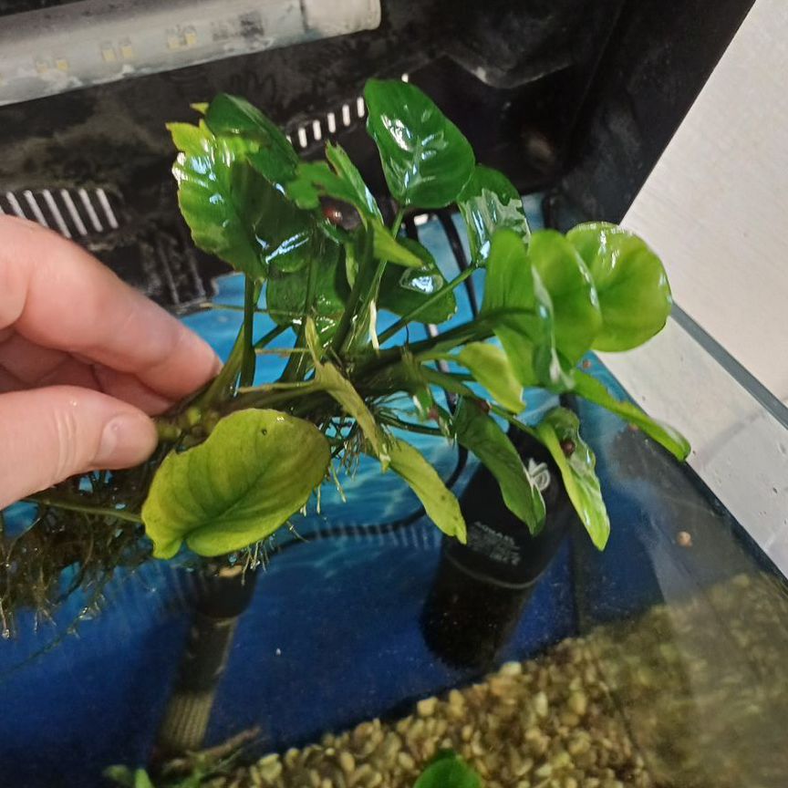 Аквариумное растение анубиас нана