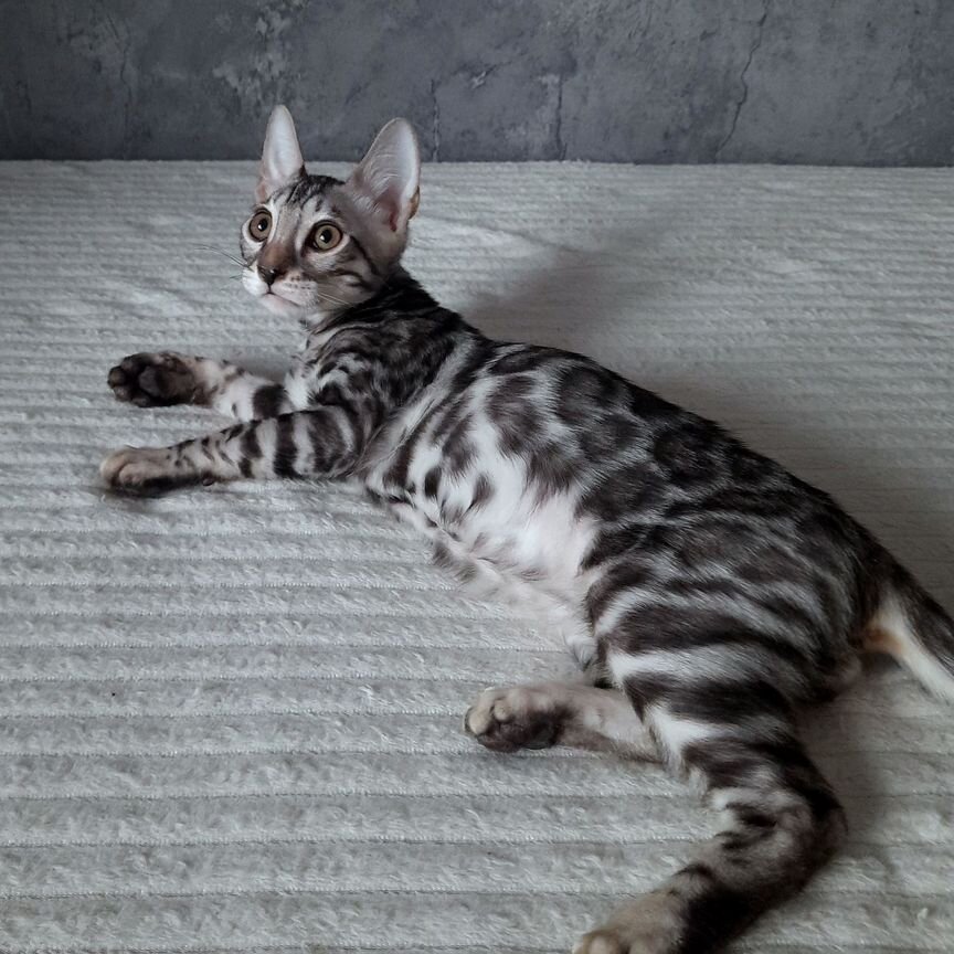 Бенгал серебро мальчик