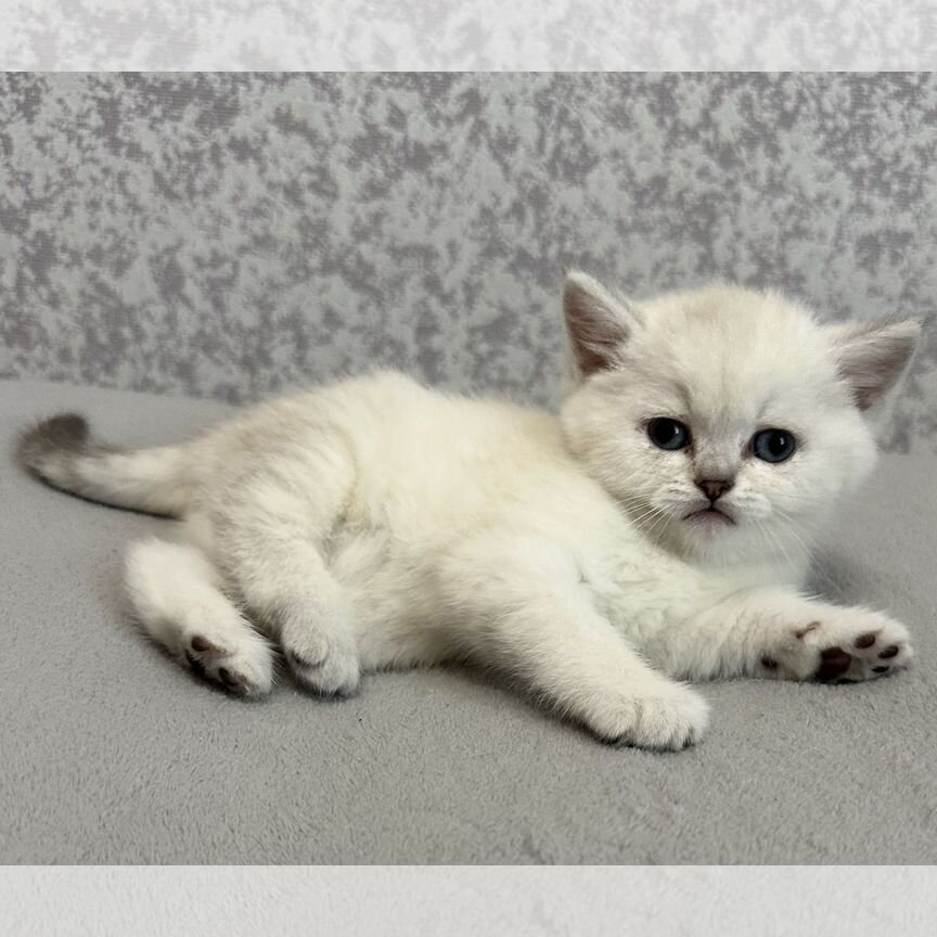 Британский короткошёрстный котёнок