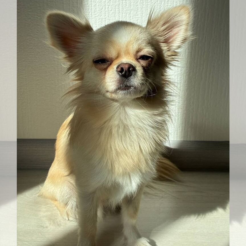 Чихуахуа, взрослый пёс