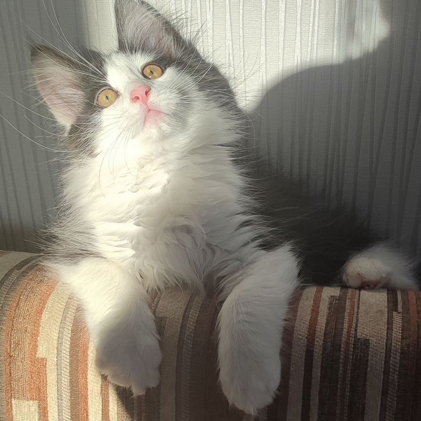 Мейн-кун котёнок