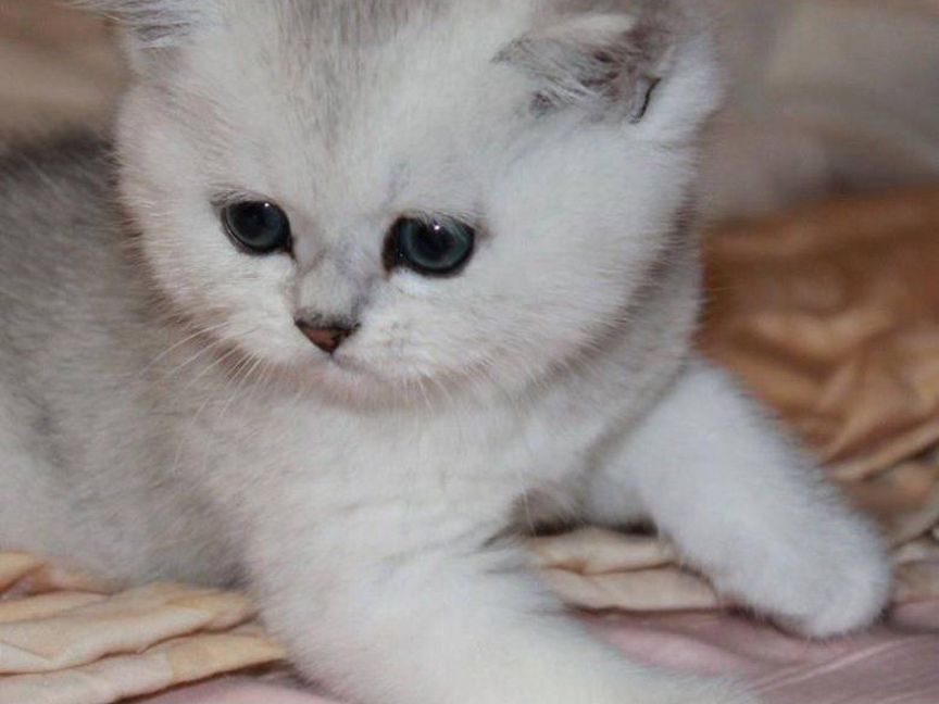 Британские котята серебристая шиншилла