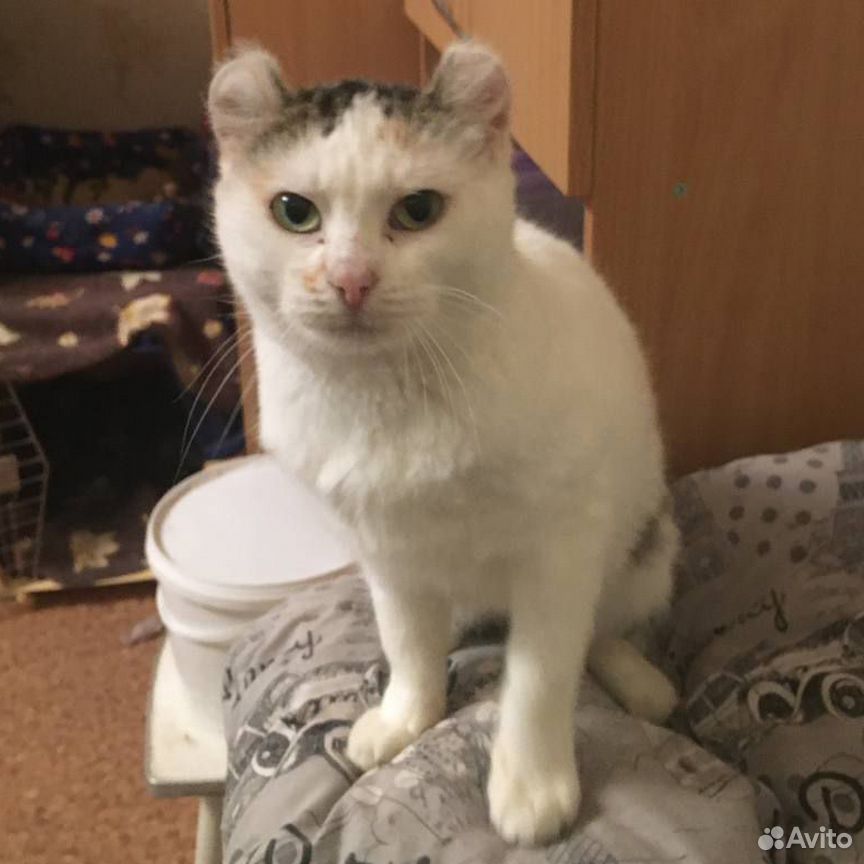 Американский кёрл оттуда