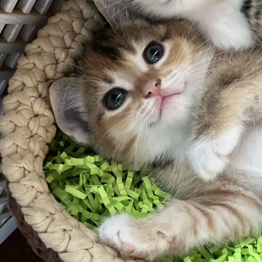 Котики шотландские