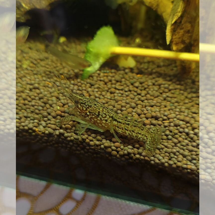 Аквариумные раки