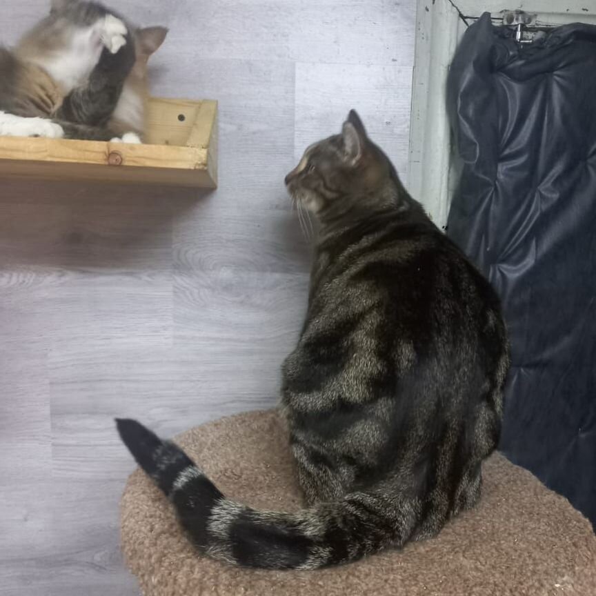 Котики из приюта в дар