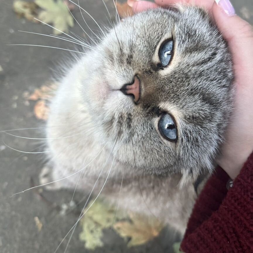 Породистая кошка