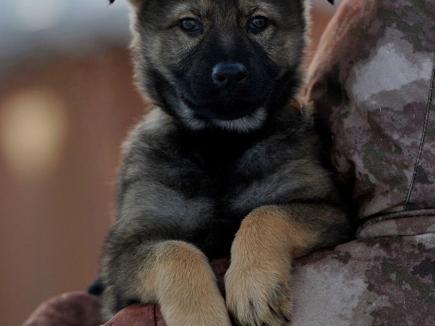 Щенок немецкой овчарки рабочего разведения
