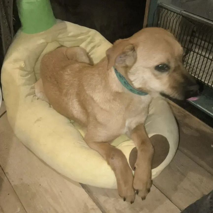 Взрослая собака в добрые руки