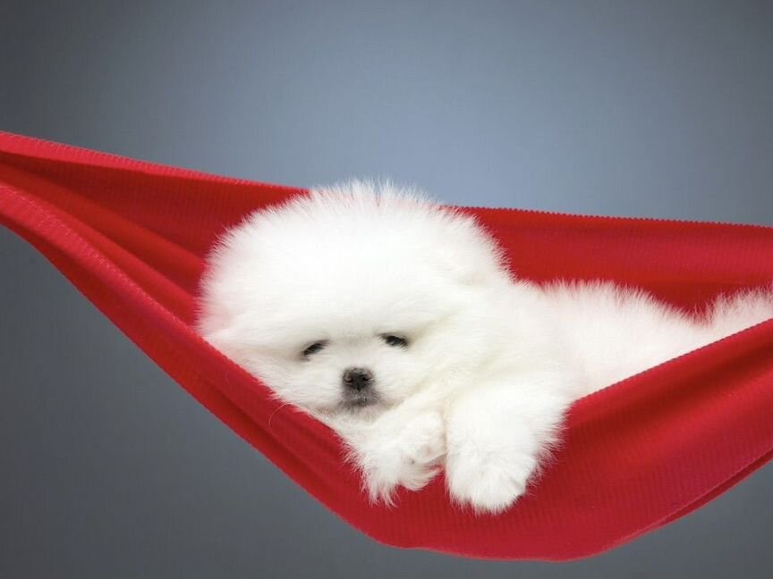 Шпиц мишка мальчик