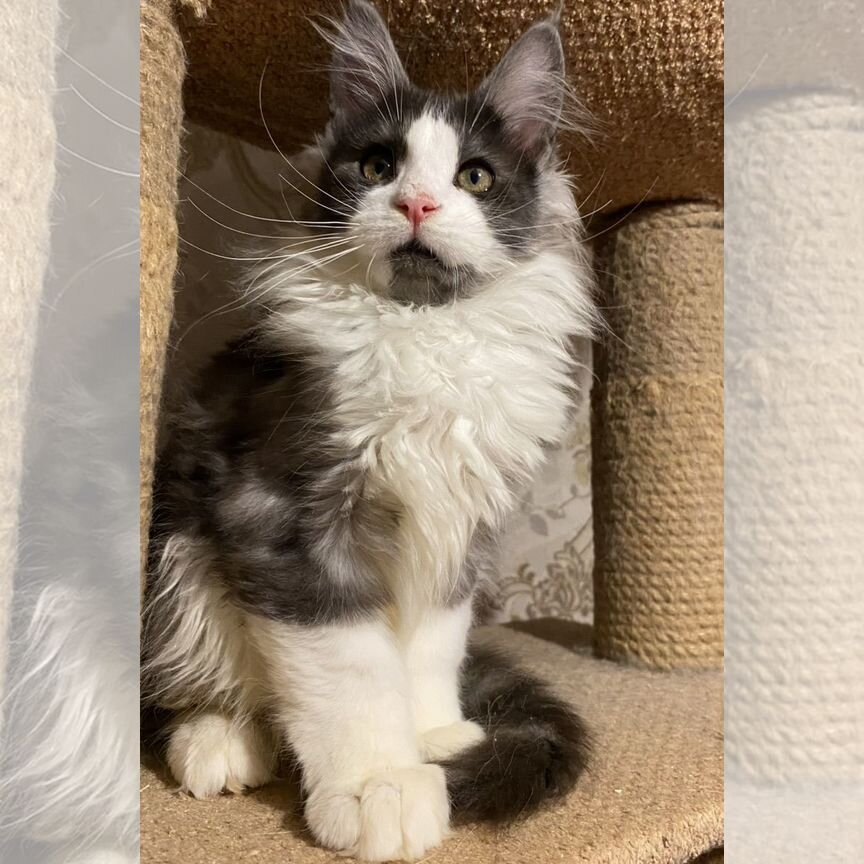 Шикарный котенок- мальчик