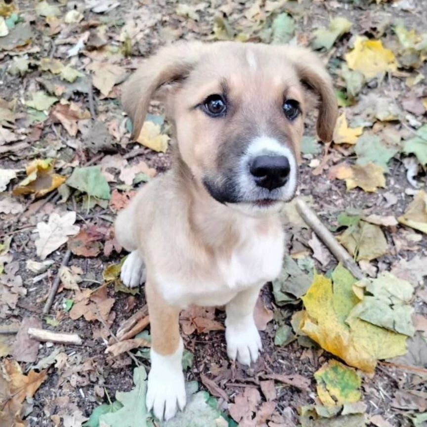 Щеночек в добрые руки