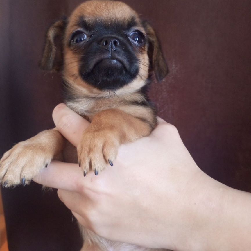 Мальчик брабансон