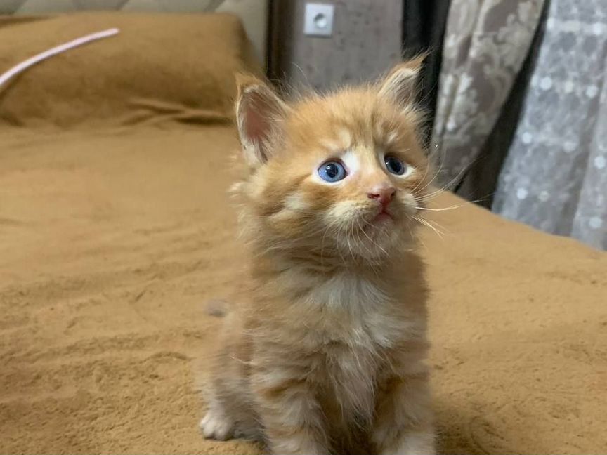 Рыжий котенок мейкун