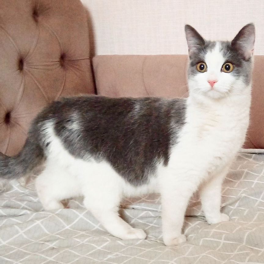 Кошечка Юся