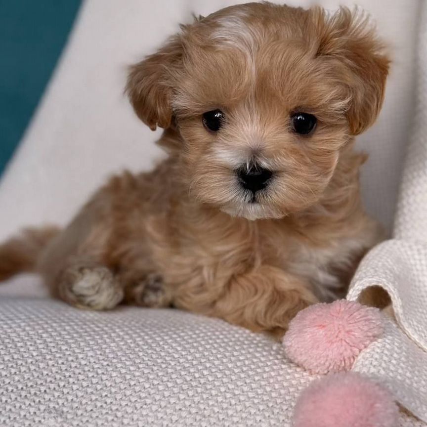 Мальтипу, щенок