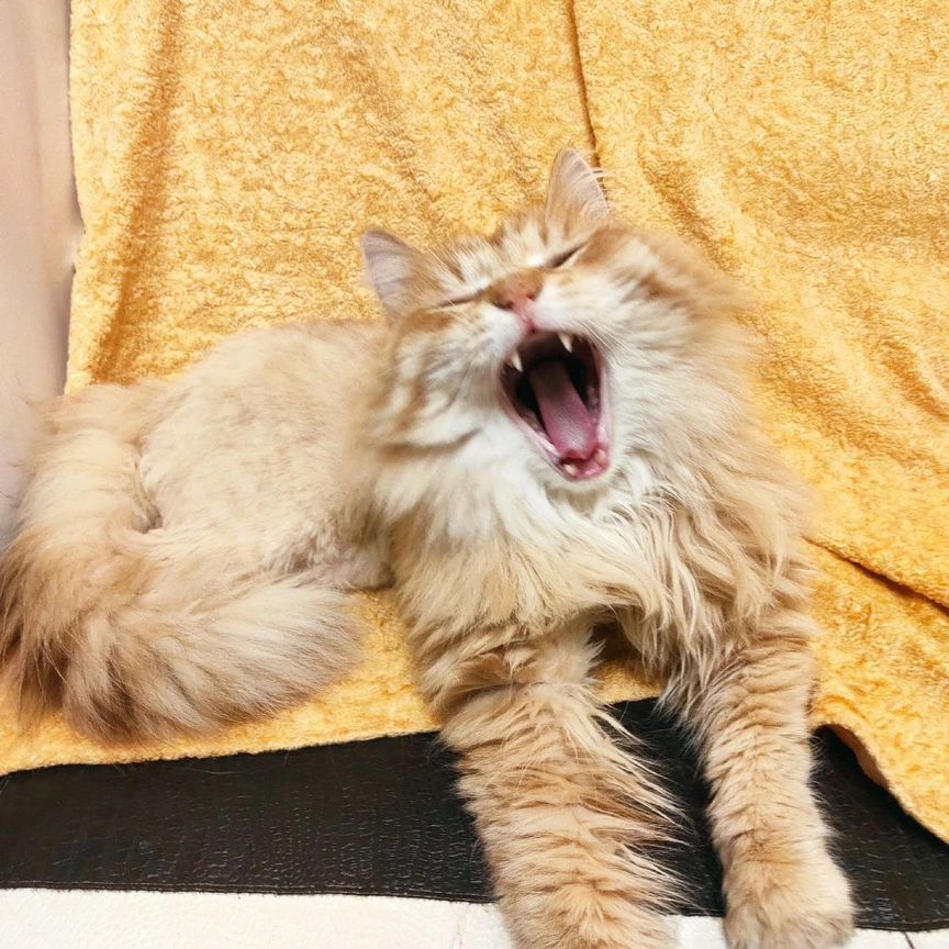 Кот Мартин