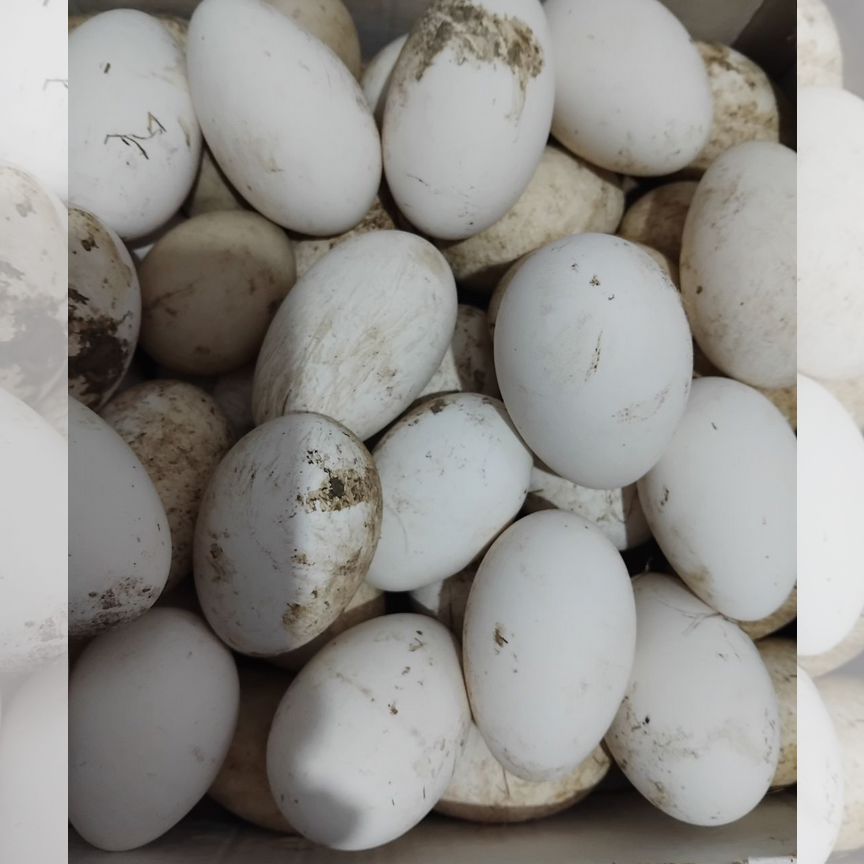 Инкубационное яйцо гусей(итальянка,белые)