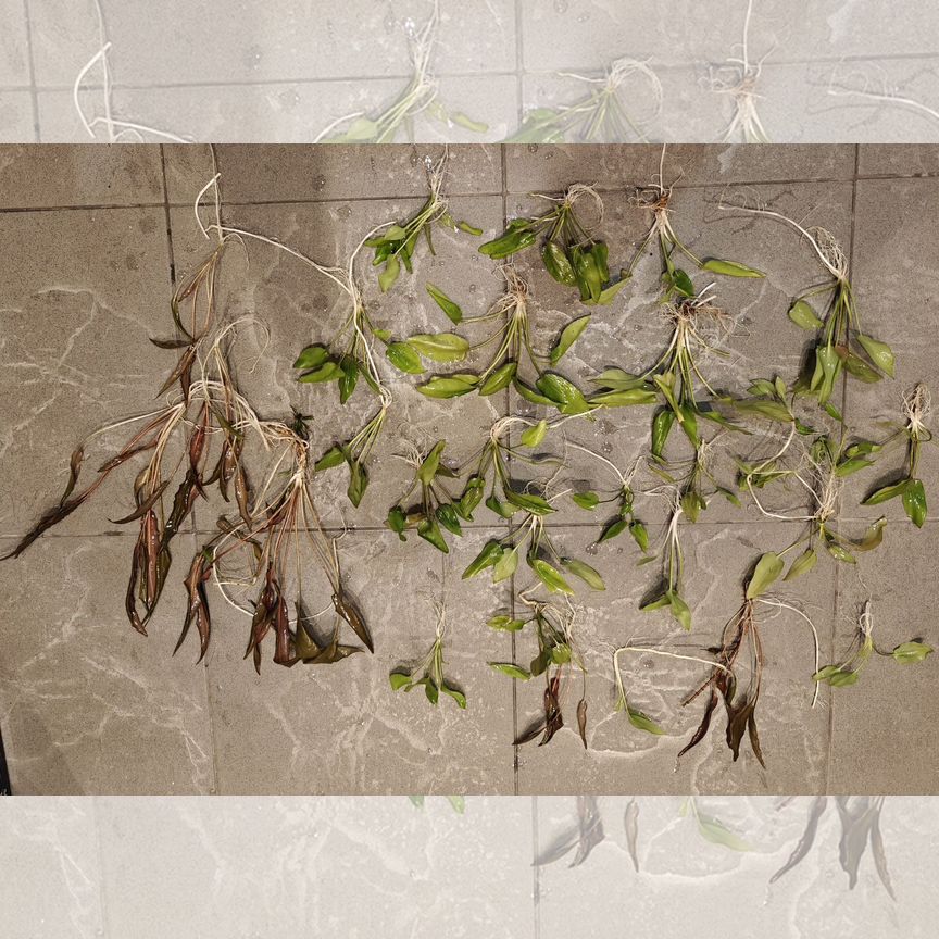 Аквариумные растения (много)