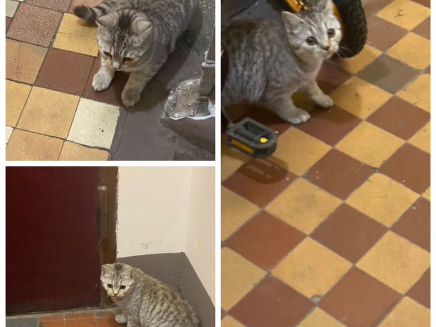 Котёнок девочка в добрые руки