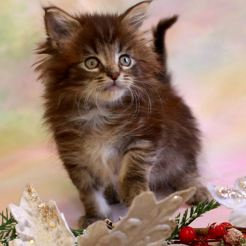 Котята мейкуны продажа