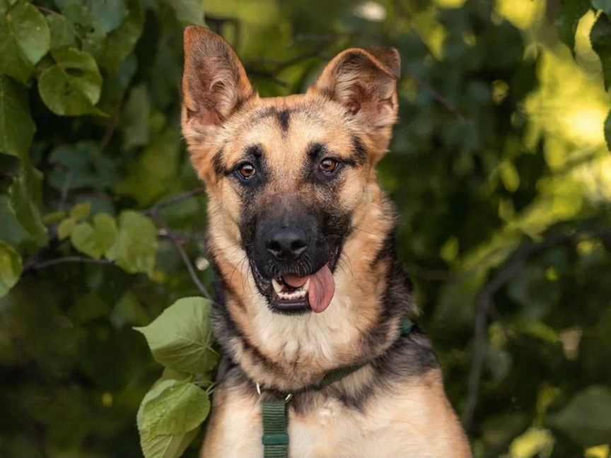 Ищет дом добрая мини "овчарка"