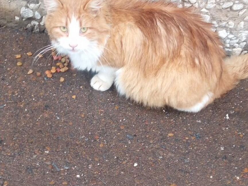 Крвсивый,пушистый подросток