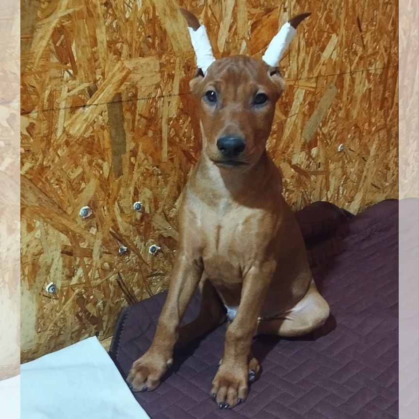 Немецкий пинчер, щенок