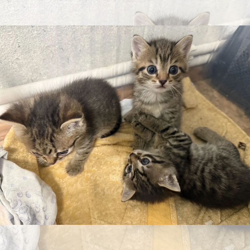 Котёнок в добрые руки