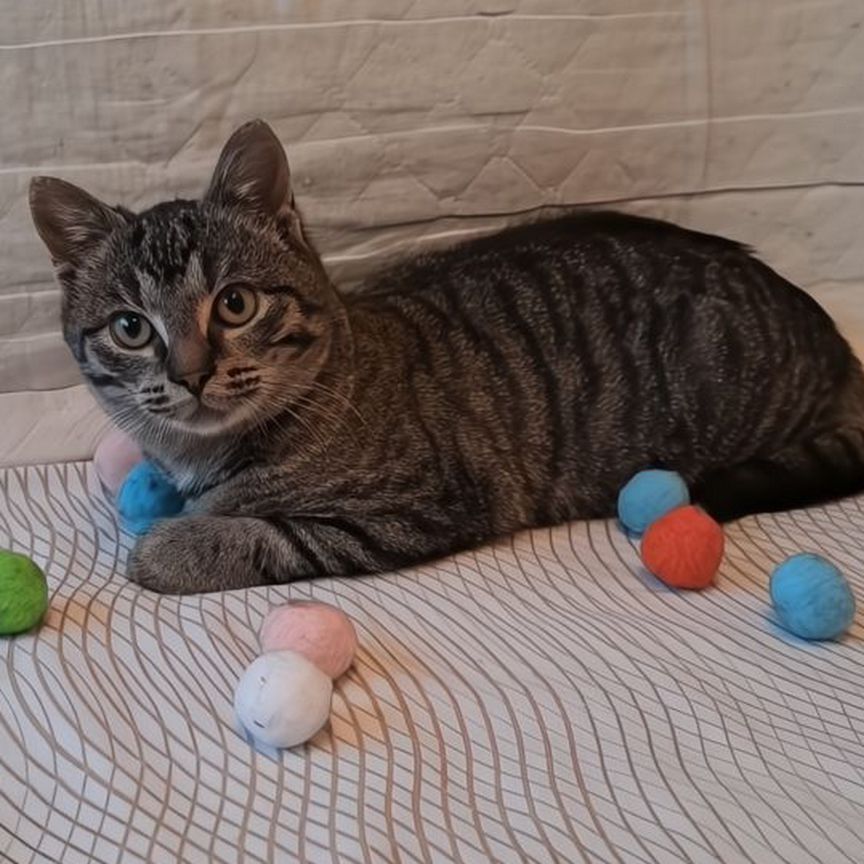 Котёнок в добрые руки