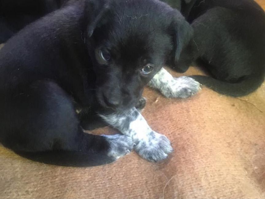 Щеночки в добрые руки