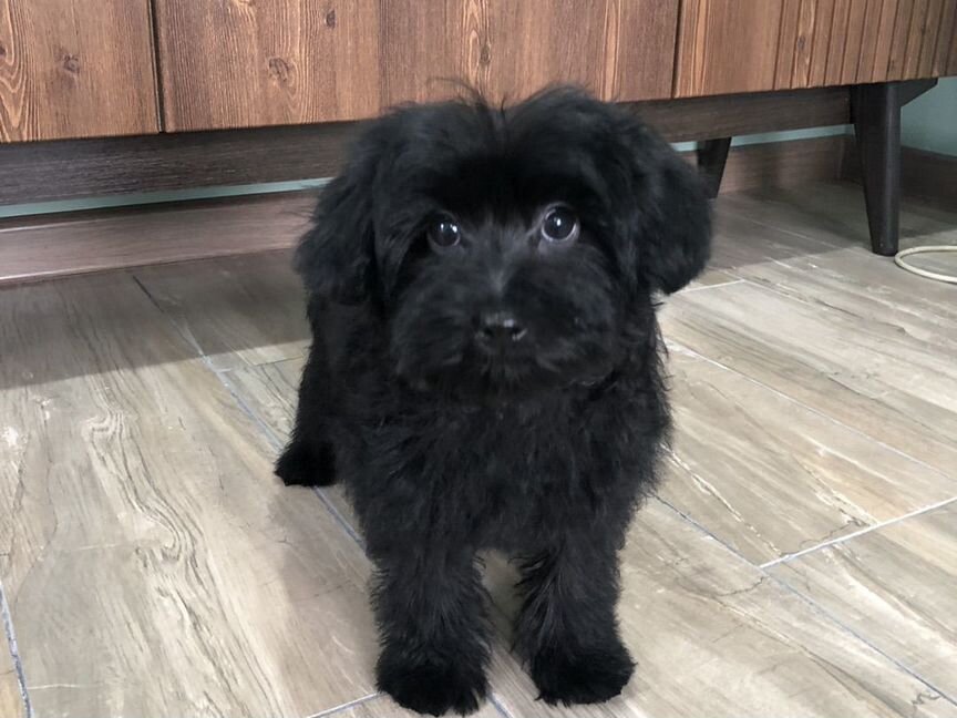 Мальтипу ф1 мини мальчик