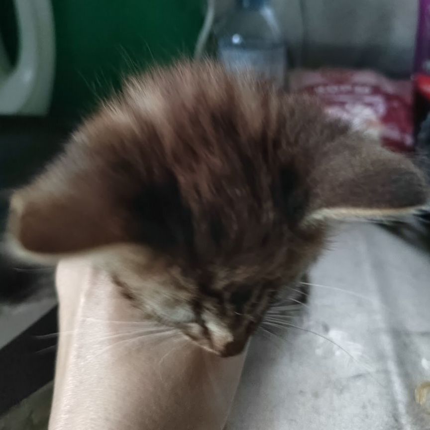 Котенок в добрые руки