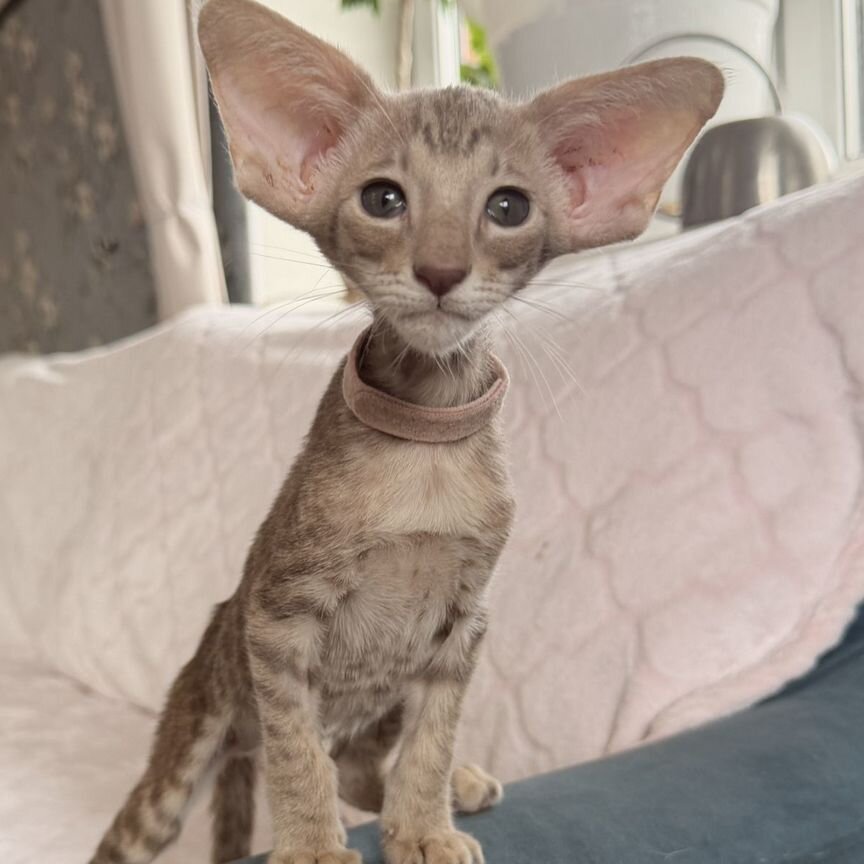 Ориентальный котёнок