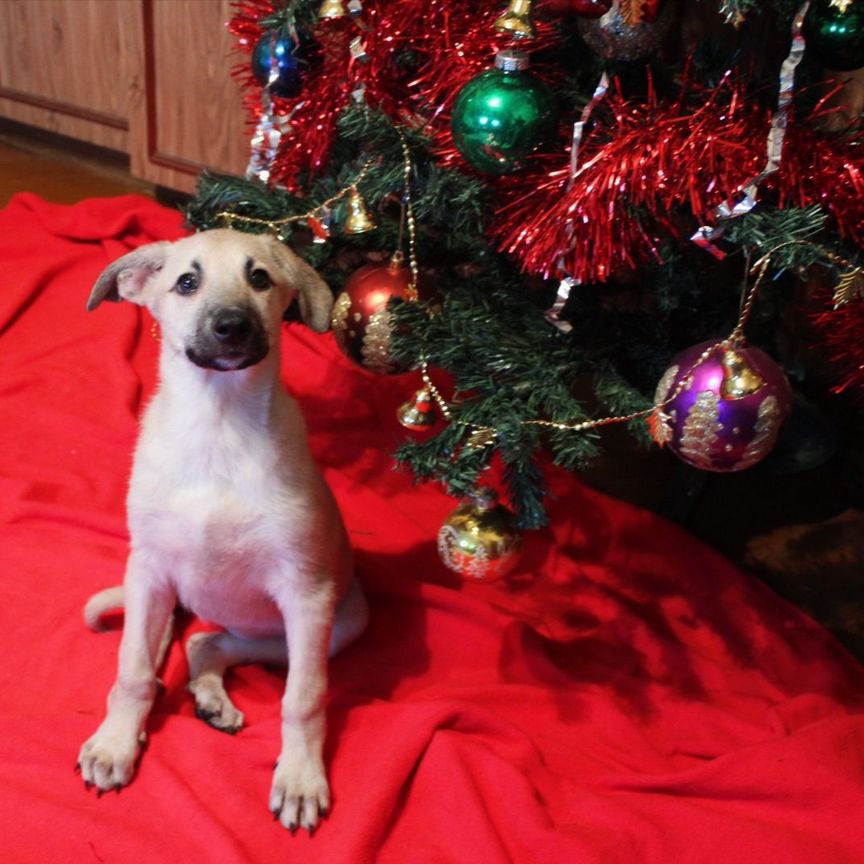 Щенки в добрые руки