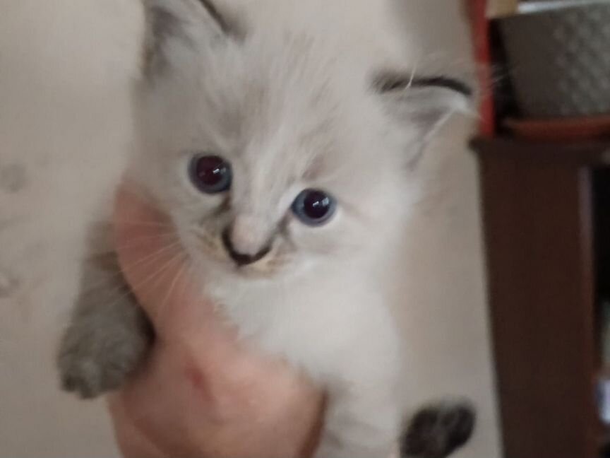 Очаровательные кошечки