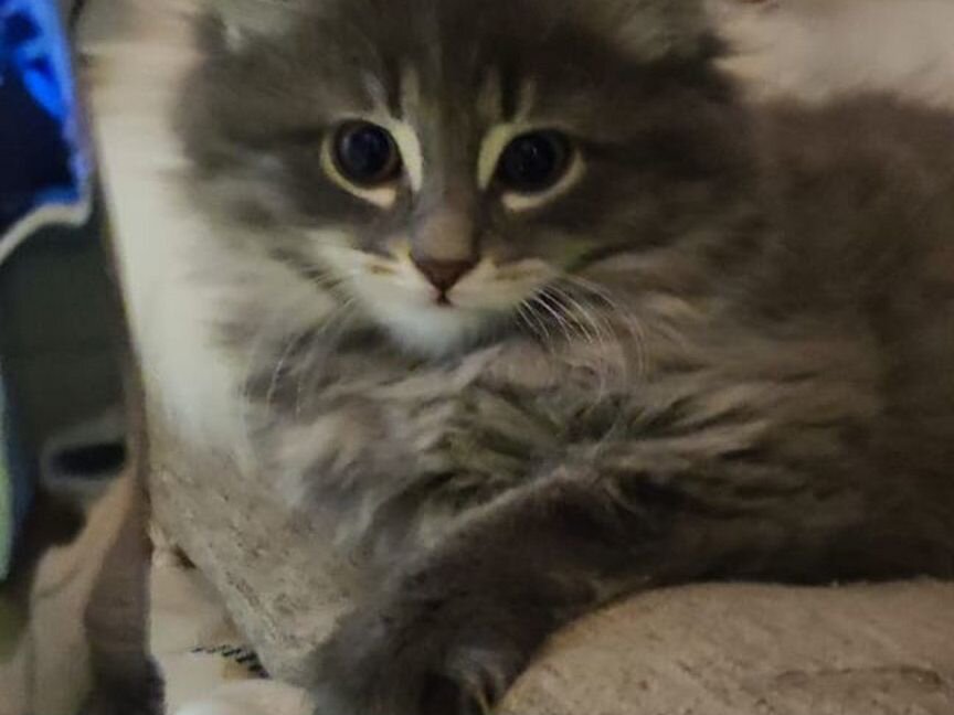 Котенок девочка в добрые руки