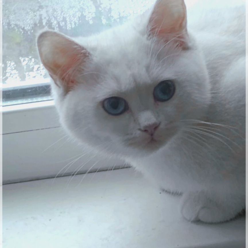 Британский короткошёрстный котёнок