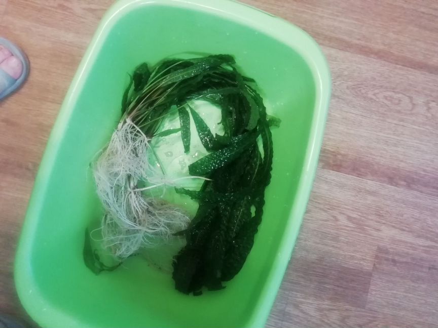 Большие кустики криптокарина, с хорошей корневой