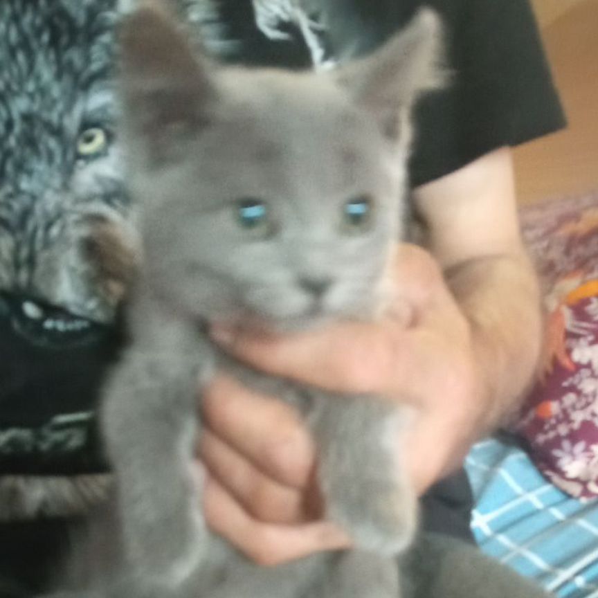 Котята в добрые руки, бесплатно, девочки 3 месяца