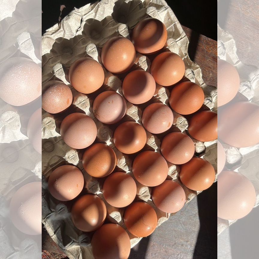 Инкубационное яйцо