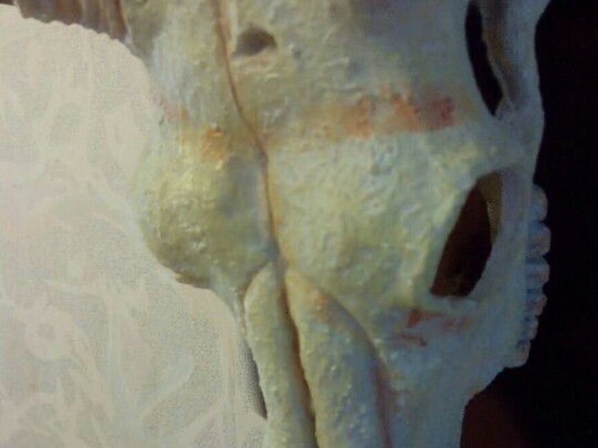 Череп для Террариума