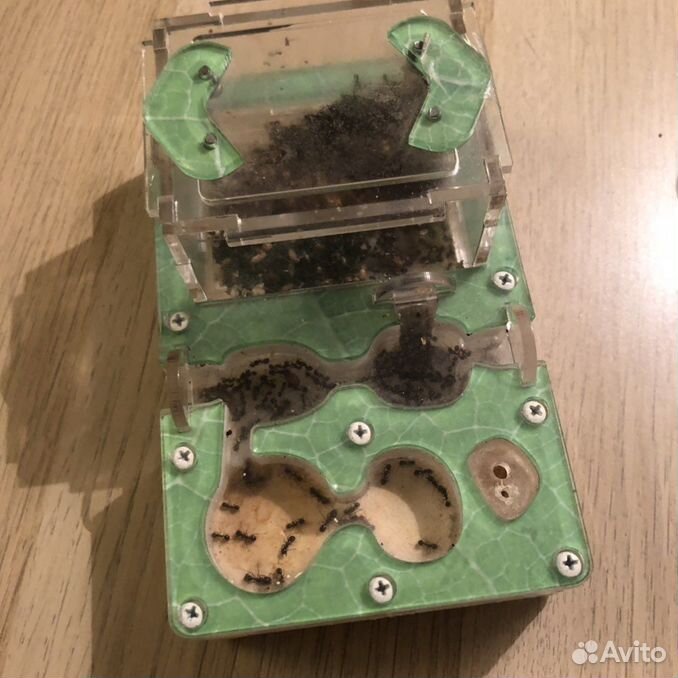 Колония муравьев