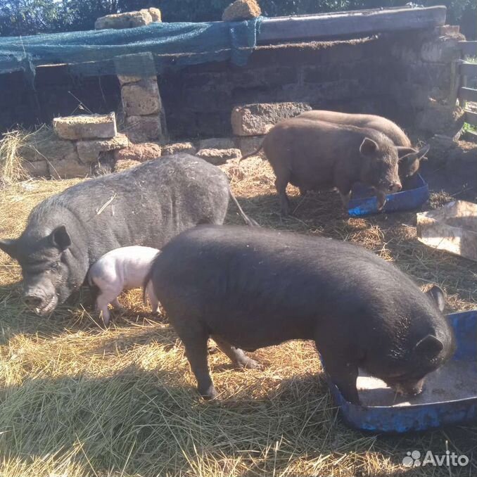 Вьетнамские свиньи