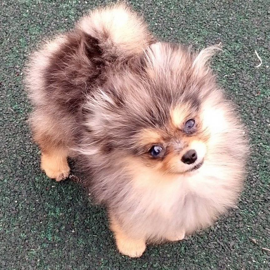 Померанский шпиц, щенок