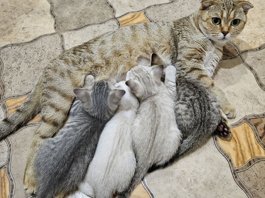 Шотландские котята