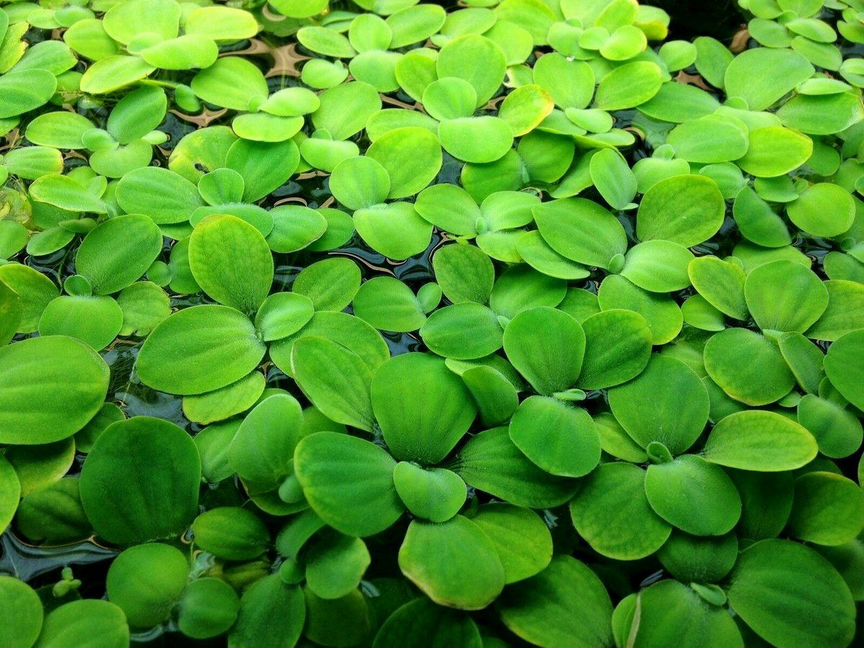 Растение для аквариума Пистия + ряска, + улитка