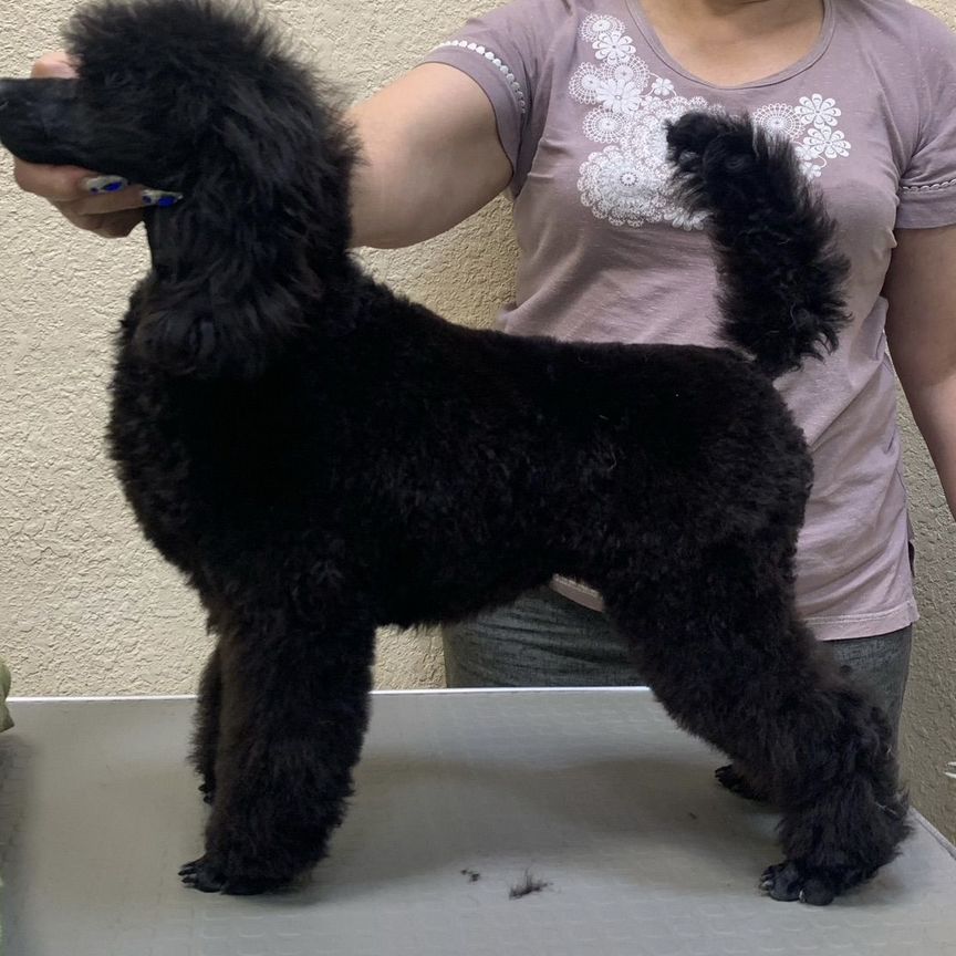 Пудель, щенок