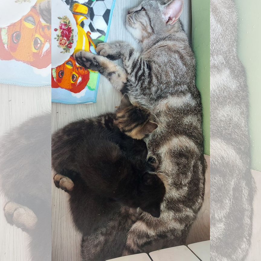 Кошка
